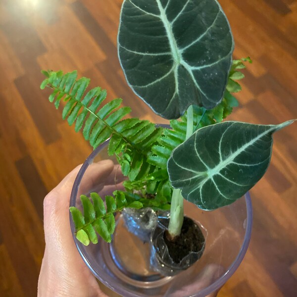 Chester Fern Starter Plant (ALL STARTER PLANTS Require You to Purchase ...