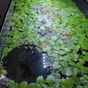 Floating Fish Feeder Circle, Food Separator, Portal, Corrall, Plant ...