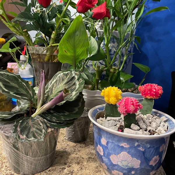 Mickey Mouse Ears Cactus - Etsy