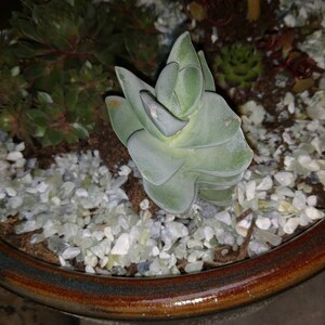 Crassula Ivory Tower Succulent Plant - Etsy