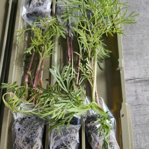 Lessing Feather Gass Stipa Lessingiana Ornamental Grass Plug Plant ...