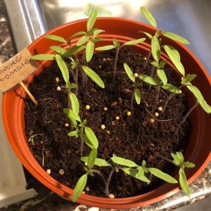 Zapotec ruffled tomato rare Mexican heirloom 15 seeds loves | Etsy