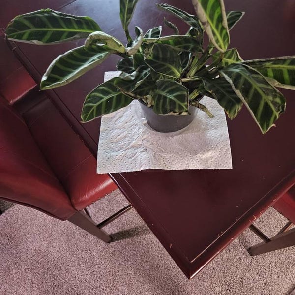 Tradescantia Bubblegum Nanouk Plant - 4 Inch Pot - Optional Decorative ...