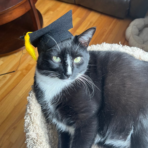Graduation Cap Cat Hat for Your Cat FREE SHIPPING! Add-on Custom Tassel ...