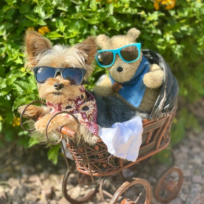 Baby Shark Derp Derp Bandana - Etsy