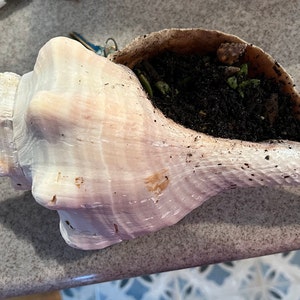 Set of 20 Great Collection of HORSE CONCH Family 20.5mm-282mm in Length ...