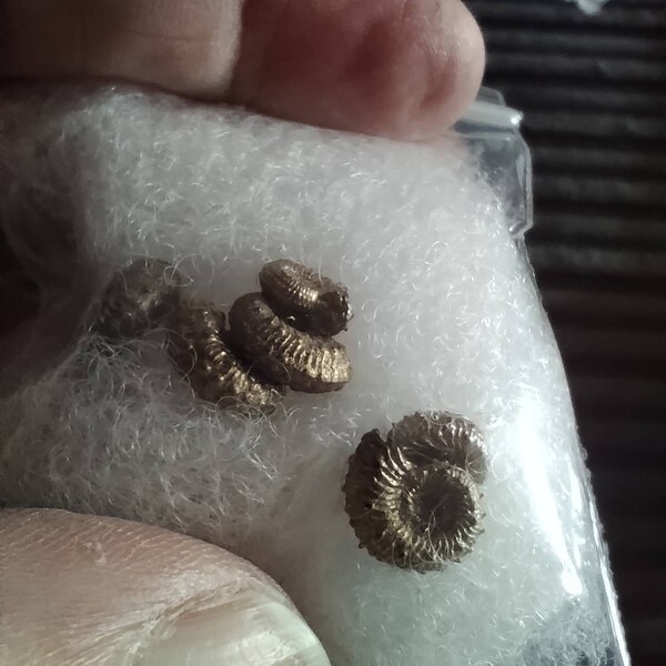 Sandy Ammonite | 22mm | A29 | Jurassic Coast Fossil | Collectors ...