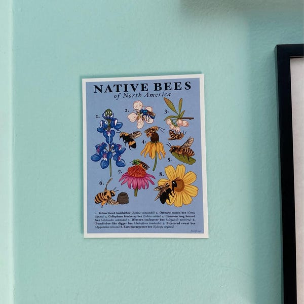 Native Bees of North America Print / Naturalist Poster / Entomology ...