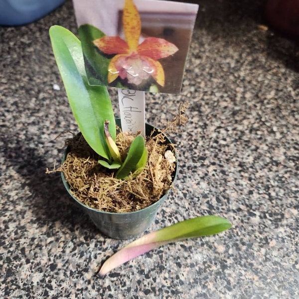 Cycd Taiwan Golden Orange Bloom Stage Currently Dormant ...... 50 ...