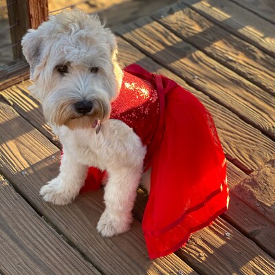 Red Sequinned Tutu Style Dog Dress for Small Breed Dogs. Designer Dog ...