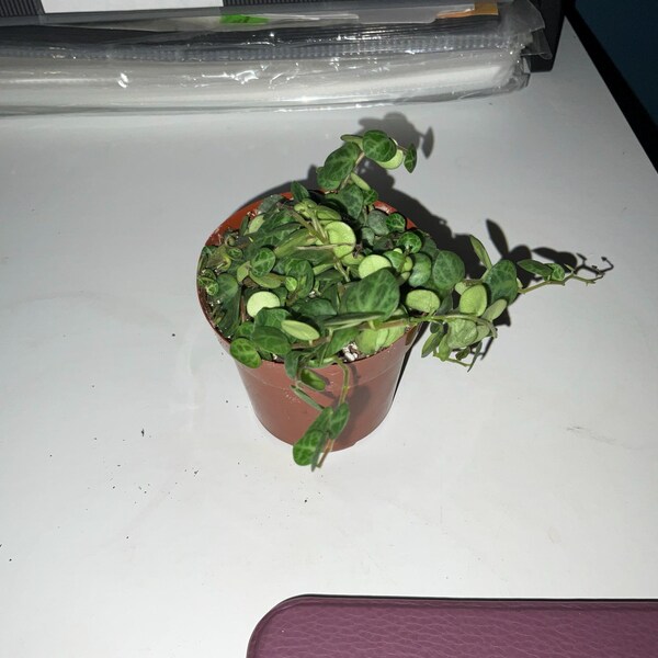 String of Turtles Cuttings, Peperomia Prostrata, Succulent Cuttings, Live Plant Cuttings - Etsy