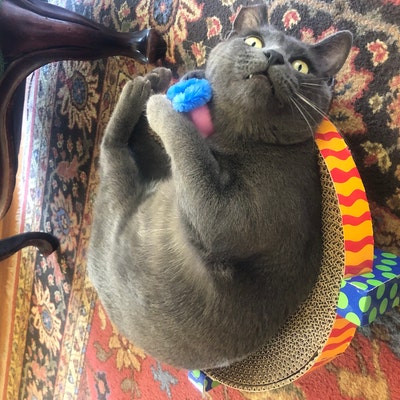 Super Bouncy Wiggly Ball Cat Toy With Wiggly Tail Fun Cat - Etsy