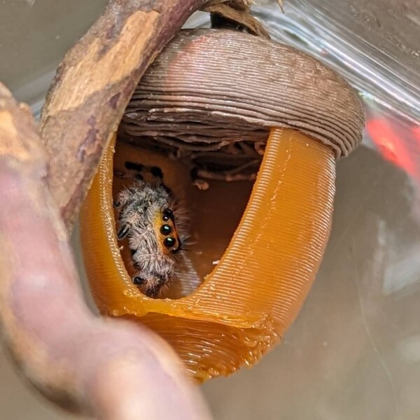 3D Printed Magnetic Acorn Spider Hide- Upgraded Sling Acorn Magnets! - Etsy