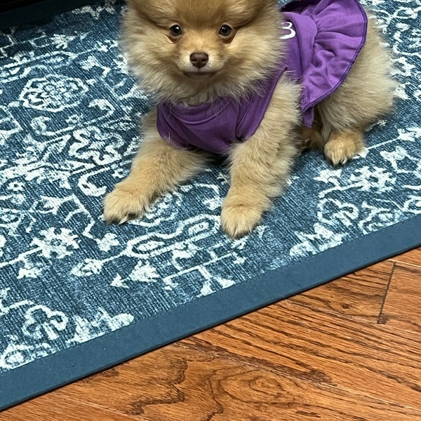 Dog Shirt or Dress, Monogram Design, Cute Pet Birthday Holiday Clothes ...