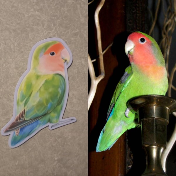 Conure Stickers / Cute Conures / GCC Green Cheek / Green Cheek Conure ...
