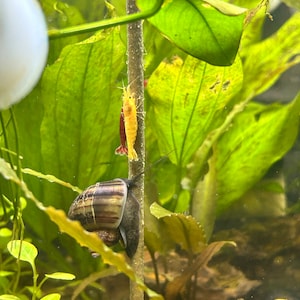 5 Indian Almond Leaves Nano, 5 Filao Cones & 10 Alder Cones Package for ...