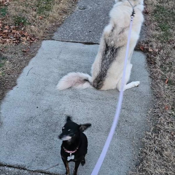 Biothane Long Line Dog Leash, 5/8 Inch Width Extra Long Leash, Recall ...