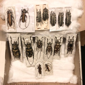 Pack of 3 Very Colorful Scarab Beetles Euchroea Clementi | Etsy