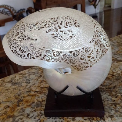 Carved Pearl Nautilus Shell Dragon Carving,real and Natural Nautilus ...