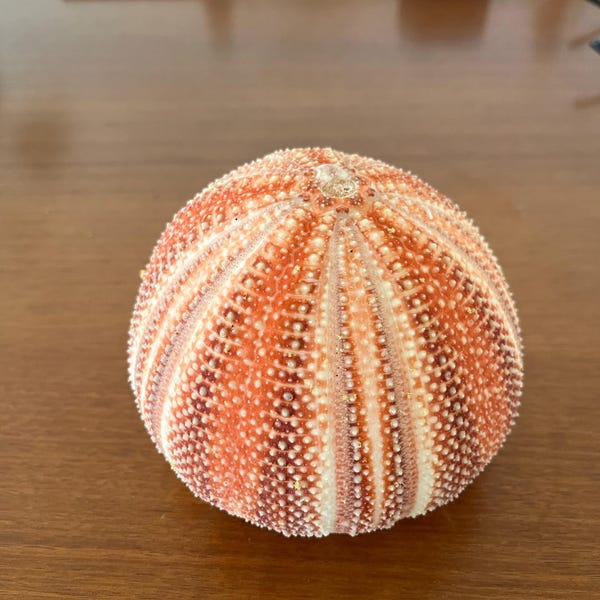 Extra Large Sea Urchins, Beach Decor, Coastal Decor, Coastal Homeware ...