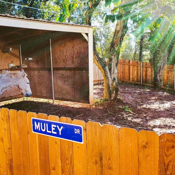 Mule, Mule Gift, Mule Sign, Mule Decor, Mule Lover, Offspring Male ...