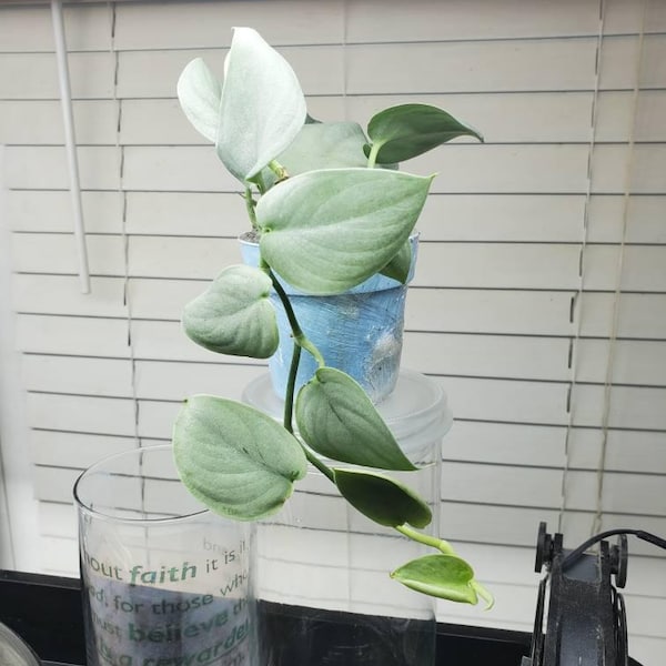 3” Sooo (TM) Silver Scindapsus Plant Pot - NEW CULTIVAR - Lush ...