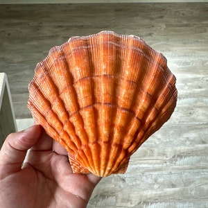 Giant Frog Seashell Bursa Bubo 1 Shell 4-5 Inches - Etsy