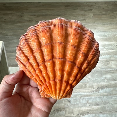 Beech Cone Seashell Conus Betulinus 1 Shell Approx. 2.75 - Etsy