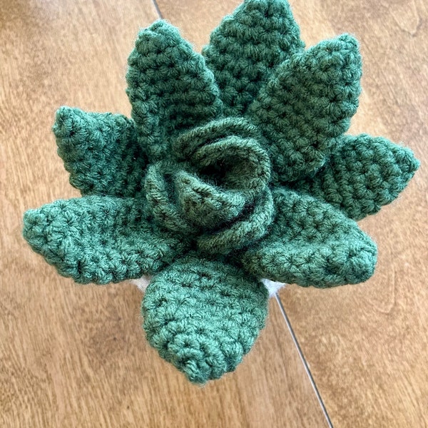 Succulent Pattern Bundle - Etsy