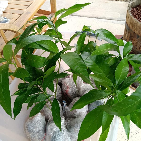 Seedling Palmer Mango Tree: Live Fruit Tree (10-24in) Mangifera Indica ...