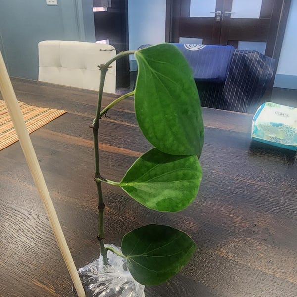 Athens Blue Princess Glory Bush Plant~~tibouchina Urvilleana~small ...