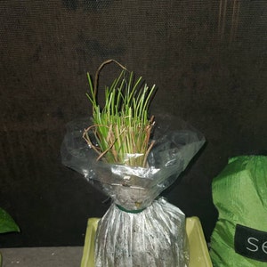 Walter Faxon Peony Pink Fragrant Spring Blooms Perennial - Etsy