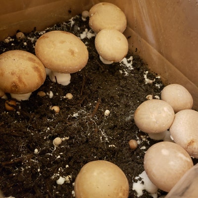 Crimini Portabella Baby Bella Mushroom Growing Kit Easy to Grow Your ...