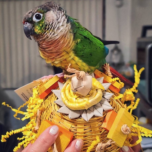 Picasso Picker - Bird Toy - Etsy Canada