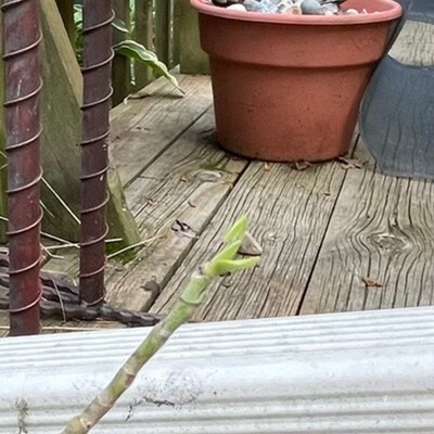 L 22 Nursery Bulk Seedlings White Pine Tree Starter Seedlings 4 to 6 ...