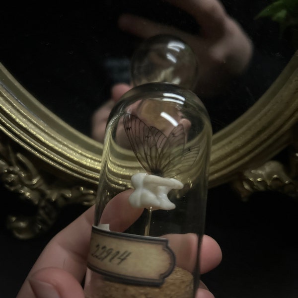 Specimen No 22914 • the Tooth Fairy Mini Display | Dentist | Dental ...