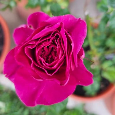 French Cut Rose Pink Strong Fragrant Rose Live Plant, 1 Gallon - Etsy