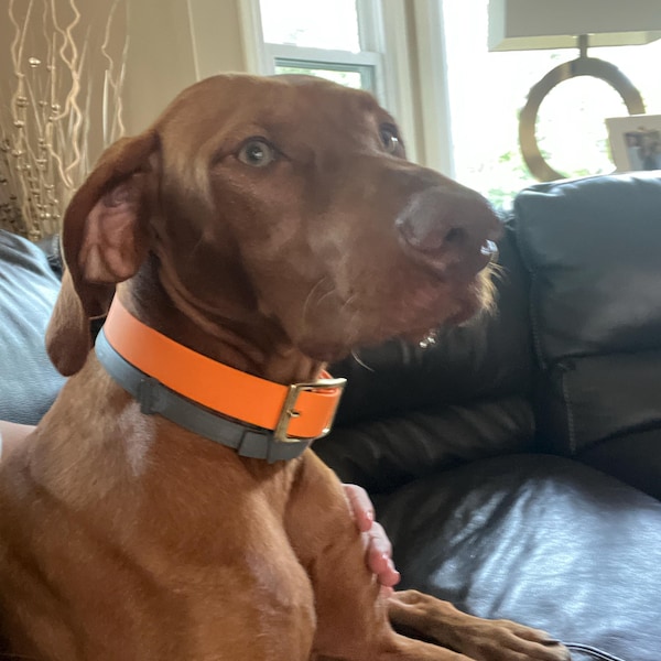 Biothane® Waterproof Rolled Slip Lead - Etsy