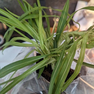 Physocarpus Opulifolius Ninebark 'nugget' Chartreuse Yellow Flowering ...