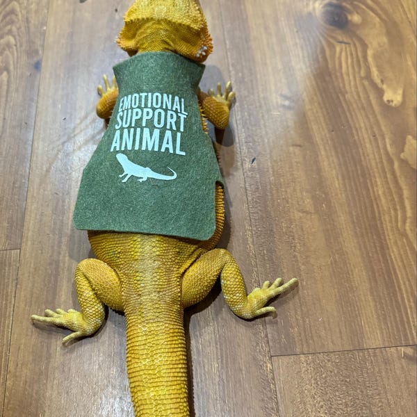 Bearded Dragon Candy Corn Costume Sweater, Halloween Lizard Sweater ...