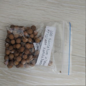 500 Callistemon Citrinus Seeds Crimson Bottle Brush Seeds | Etsy