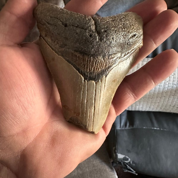 Triceratops Dinosaur Rib Bone Fossil - Etsy