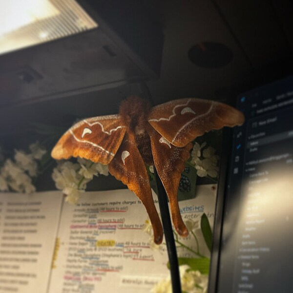 Hercules Moth , Needle Felted, Moth Figurine, Decoration, Handmade ...