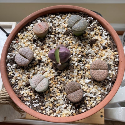 Lithops living Stones 2.5 Inch Pots Healthy and Fully Rooted - Etsy