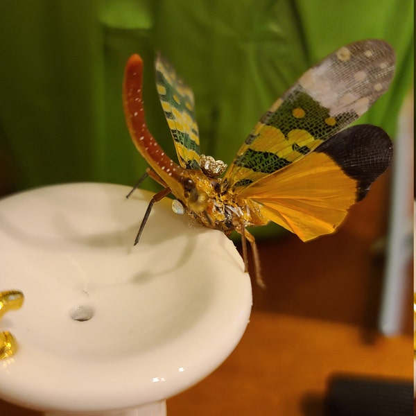 REAL Orange Winged Lanternfly Pyrops Candelaria CRAZY WEIRD Bug, Dead ...