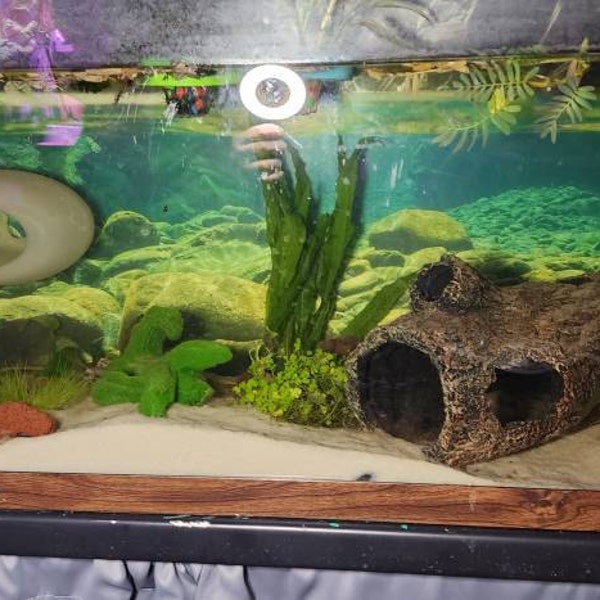 Turtle Tank - Aquarium / Terrarium Background - Etsy