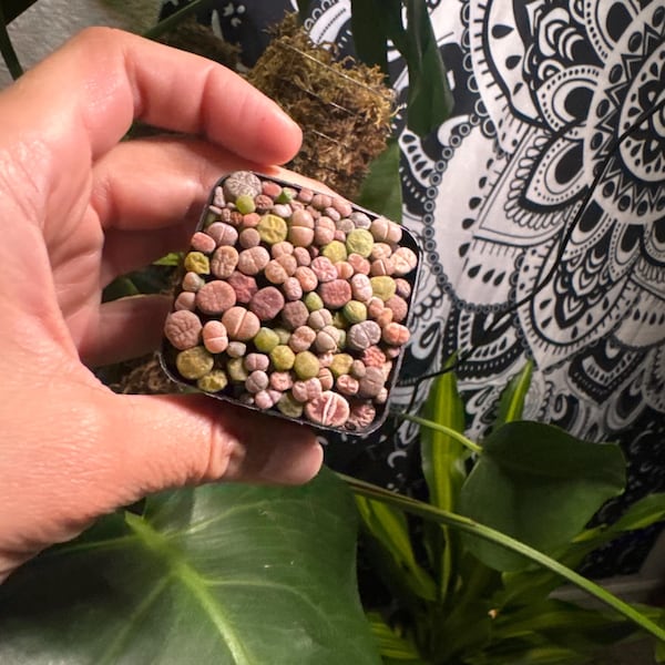 Baby Lithops Living Stones | 50-70 Pcs in 2” Pot | Rare Mix Succulents ...