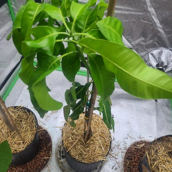 Malika Dwarf Cold Hardy MANGO TREE GRAFTED (3-5feet Tall). 7 Gallon ...