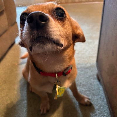 Cupid Cupcake Toppers School Valentines Day Cup Cakes Bachelorette ...