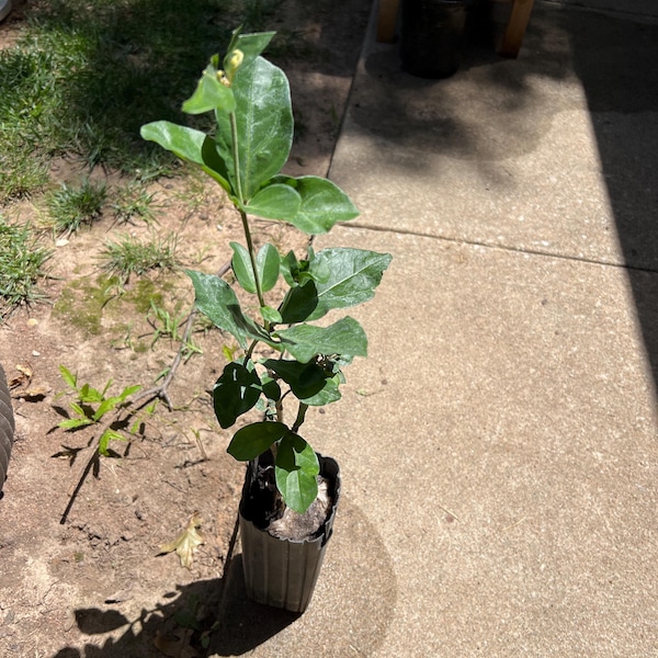 Colocasia Esculenta Plant, Pattarveliya or Patra Edible Plant in Small ...